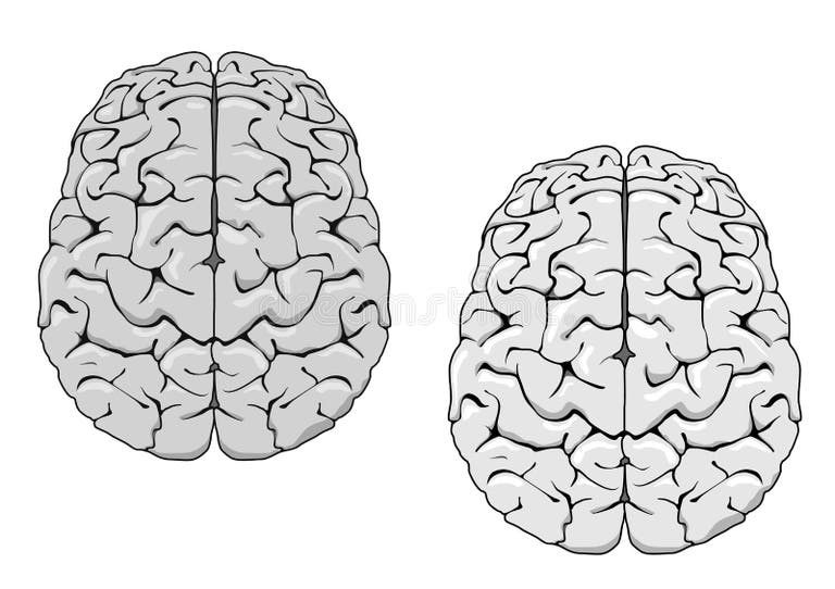 Gray Brain Outline Stock Illustrations – 404 Gray Brain Outline Stock ...