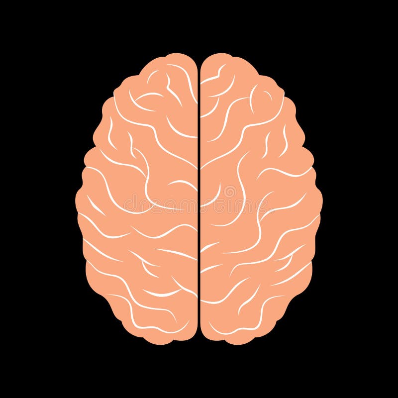 Brain stock vector. Illustration of mind, idea, health - 1561941