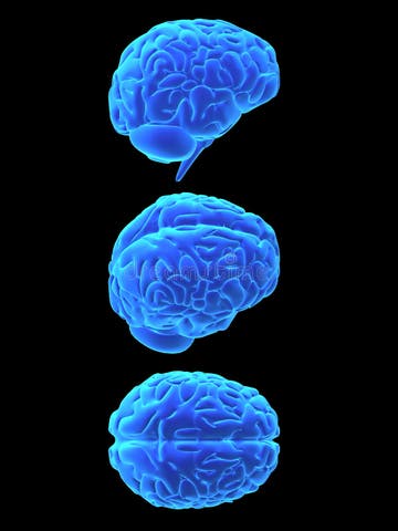 Three Brain Stock Illustrations – 6,466 Three Brain Stock Illustrations ...