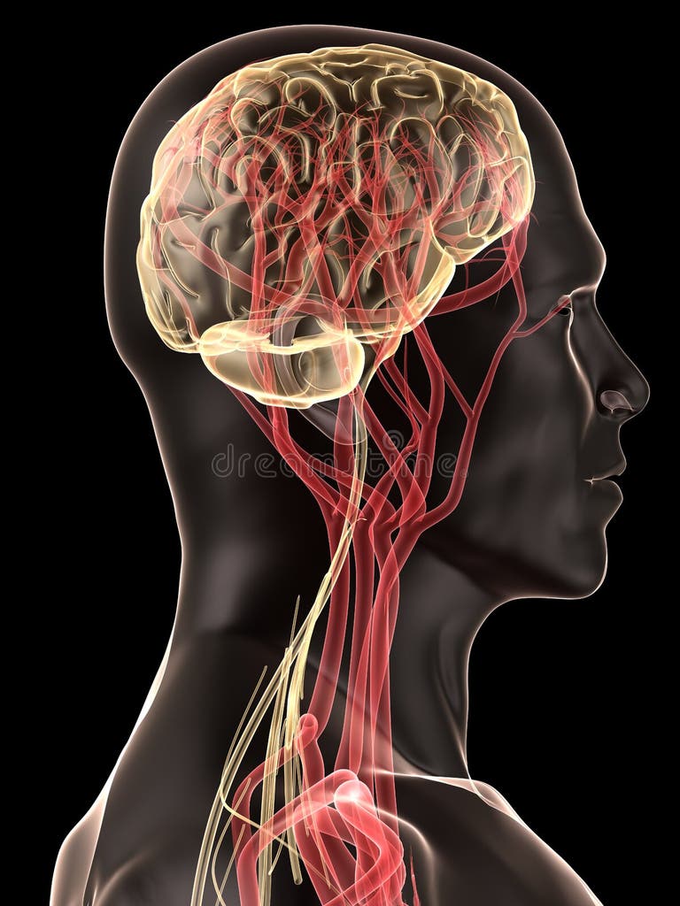 Brain Veins Stock Illustrations – 1,501 Brain Veins Stock Illustrations ...