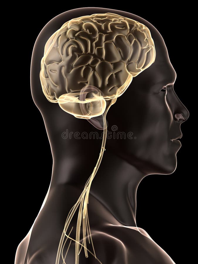 Human Head Anatomy Stock Illustrations – 59,111 Human Head Anatomy ...