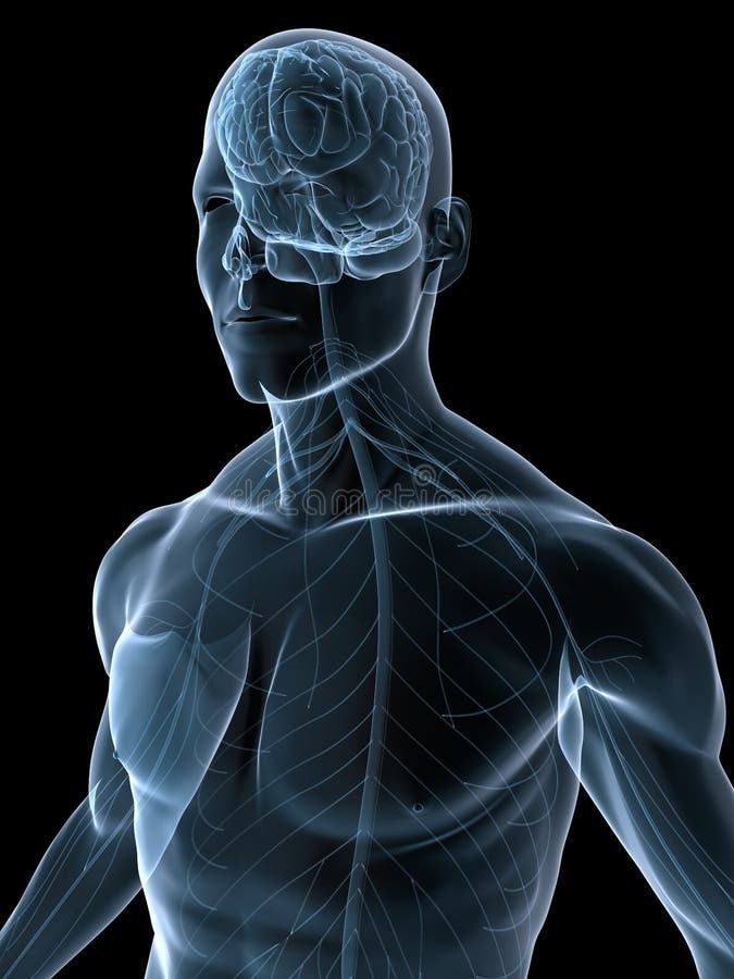 Human brain stock illustration. Illustration of physiology - 8690300