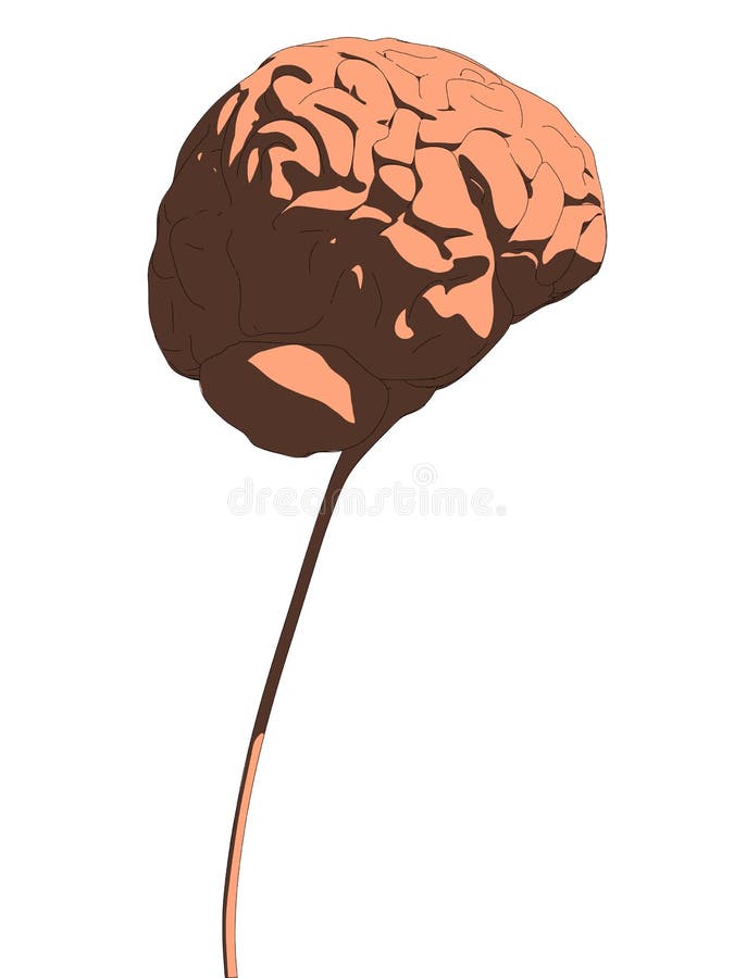 Human Brain with Spinal Column Vector Illustration Stock Vector ...