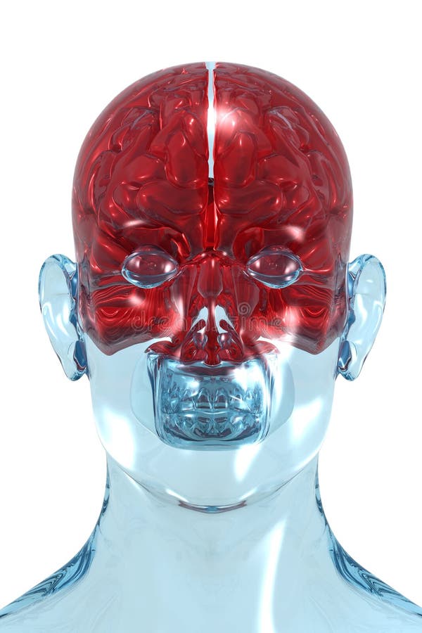 12+ Human brain front Free Stock Photos - StockFreeImages