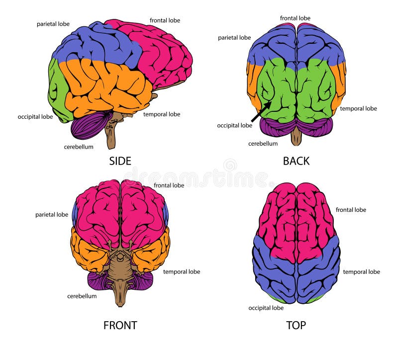 Front View Human Brain Stock Illustrations – 799 Front View Human Brain ...