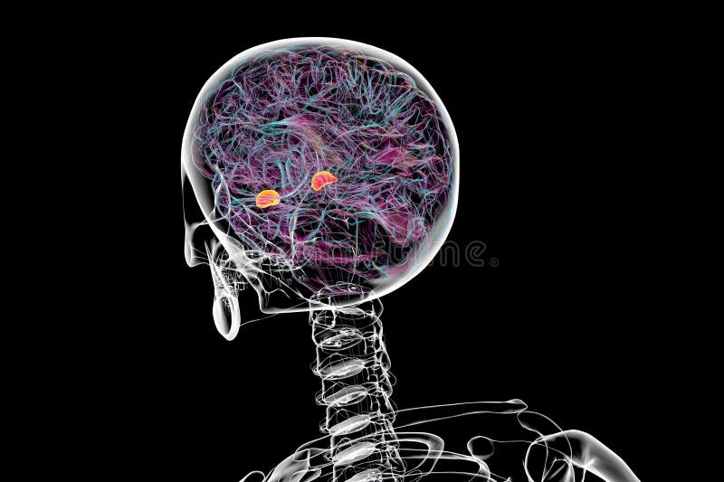 Human Brain with the Amygdala Highlighted, 3D Illustration Stock ...