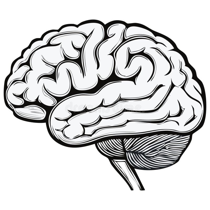 Human Brain Anatomical Illustration, Side View, Intelligence and Memory ...