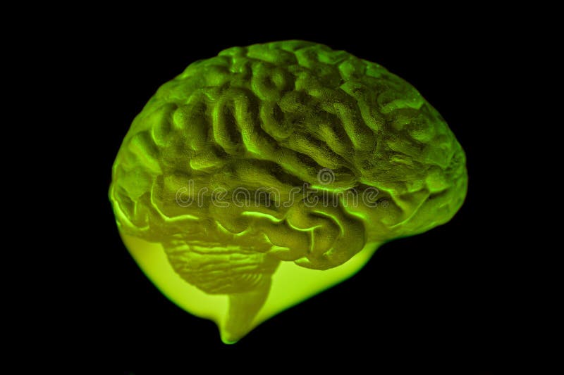 Human Brain Anatomical Model on Black Background Stock Photo - Image of ...