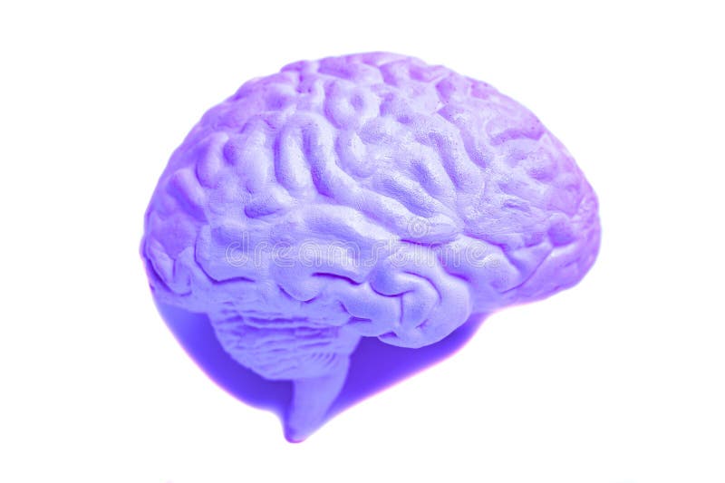 Human Brain Anatomical Model Closeup. Stock Image - Image of brain ...