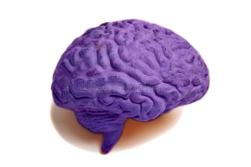 Human Brain Anatomical Model Closeup Stock Image - Image of large ...