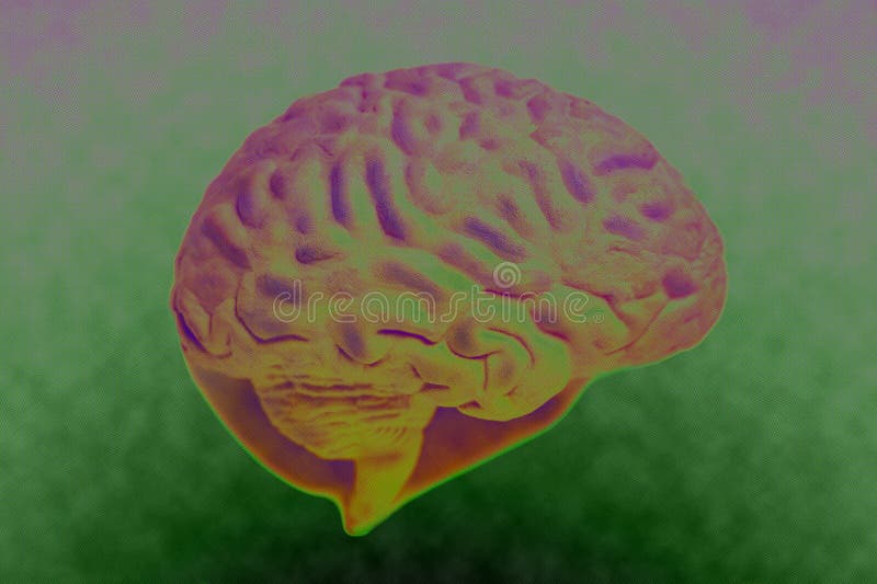 Human Brain Anatomical Model Closeup Stock Photo - Image of biology ...