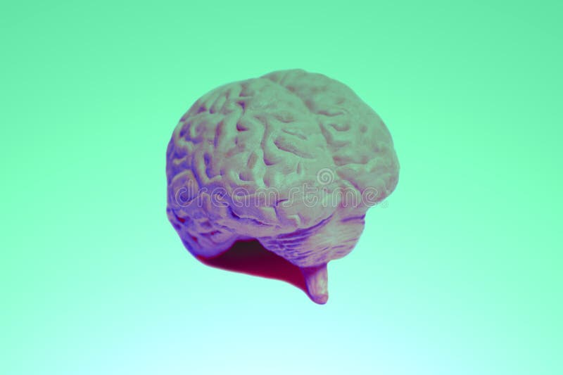 Human Brain Anatomical Model Closeup. Stock Photo - Image of human ...