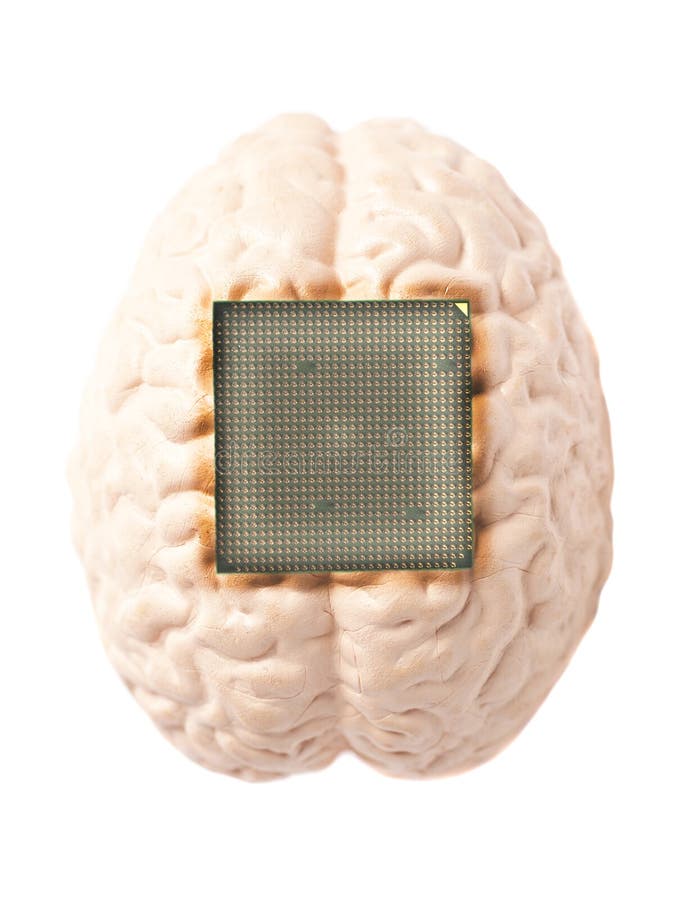 Human Brain Anatomical Model with CPU Processor Microchip Stock Image ...