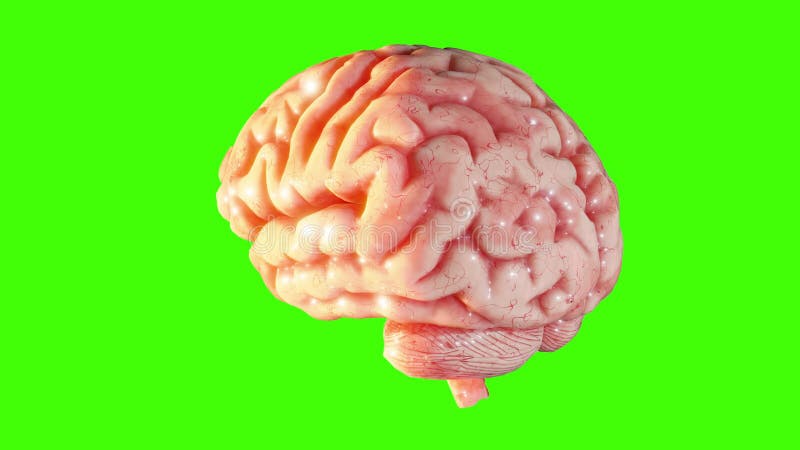 Brain Green Screen Stock Footage & Videos - 720 Stock Videos