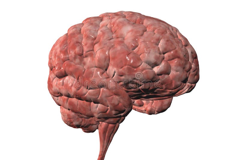 Neocortex Brain Anatomy Stock Illustrations – 171 Neocortex Brain ...