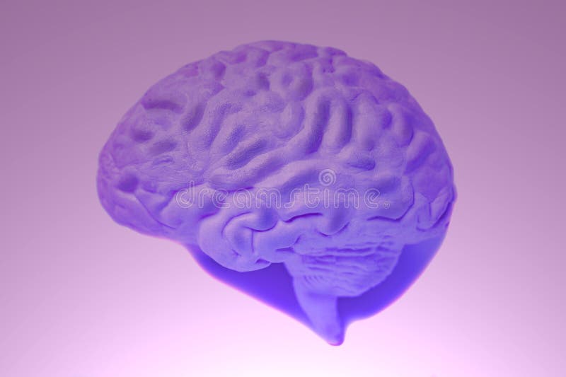 Human Brain Anatomical Model Closeup. Stock Photo - Image of human ...