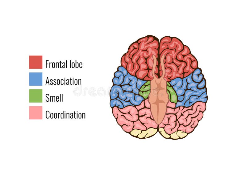 Human Brain Keys Stock Illustrations – 60 Human Brain Keys Stock ...