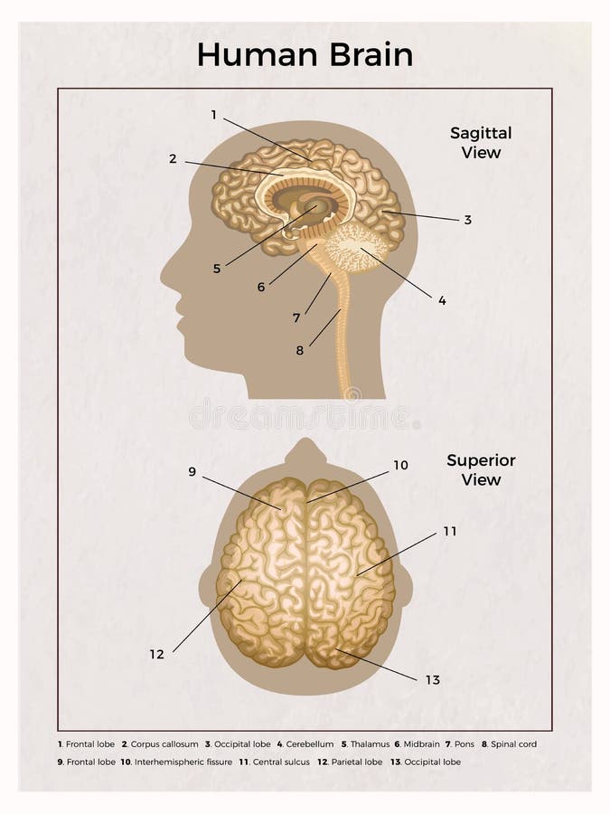 Human Brain Anatomy Composition Stock Illustration - Illustration of ...