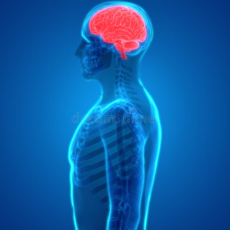 Human Brain Anatomy stock illustration. Illustration of mental - 91843810