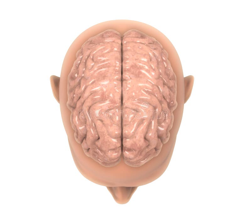 Human brain frontal view stock illustration. Illustration of cray ...