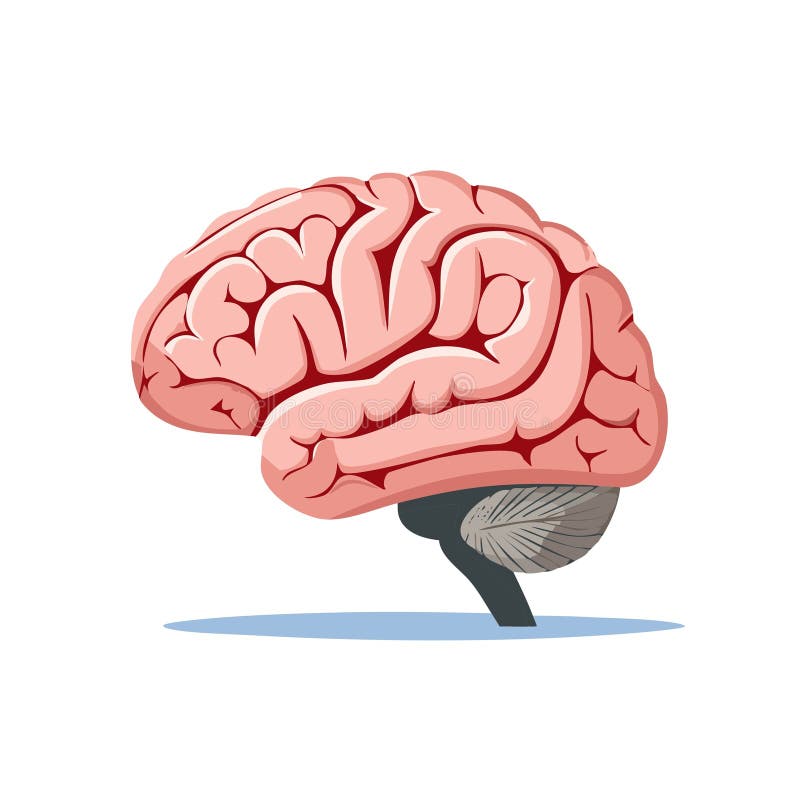 Human Brain Anatomy Illustrated: Medical Science, Neurology Study and ...