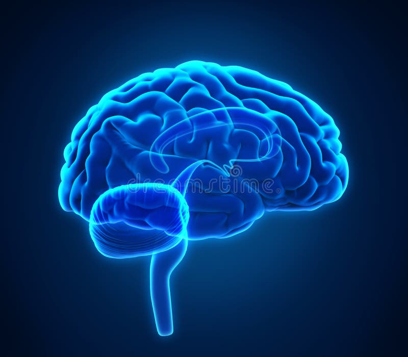 Human Brain Anatomy stock illustration. Illustration of human - 43790247