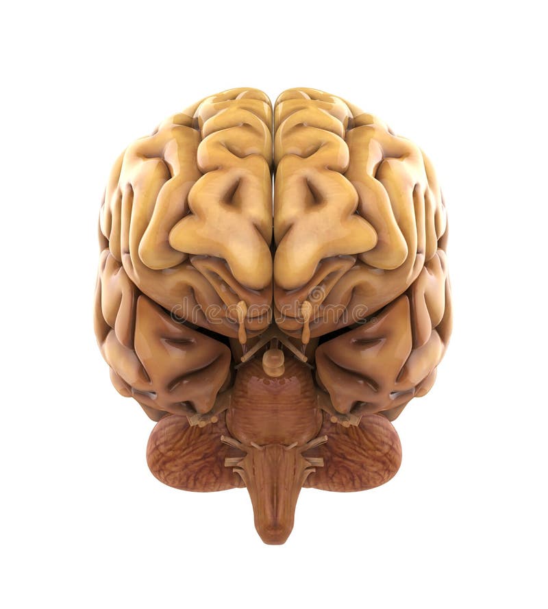 Human brain frontal view stock illustration. Illustration of cray ...