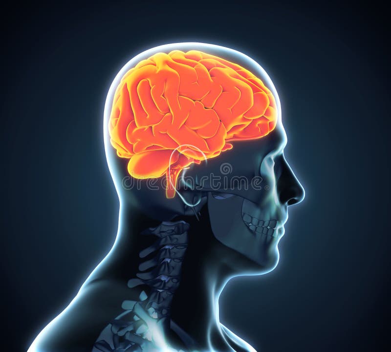 Neurological Skull Stock Illustrations – 118 Neurological Skull Stock ...