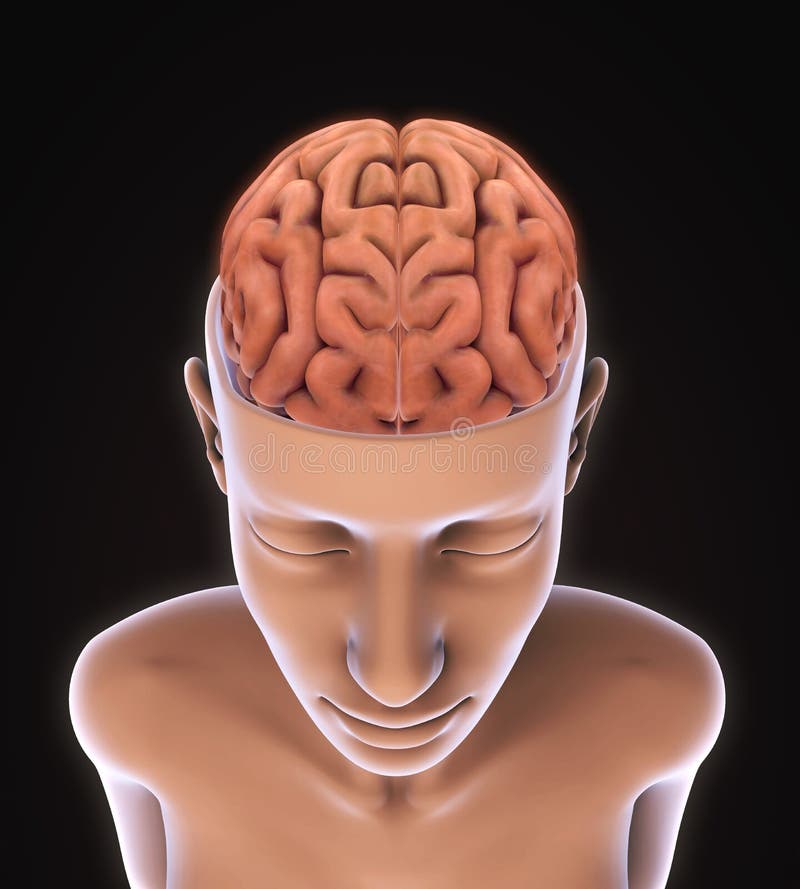 Human Brain Anatomy stock illustration. Illustration of mind - 70930265