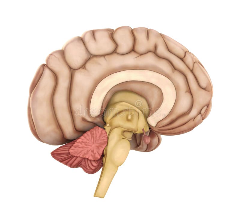 Human brain 3d model project corpus callosum - jawercredit