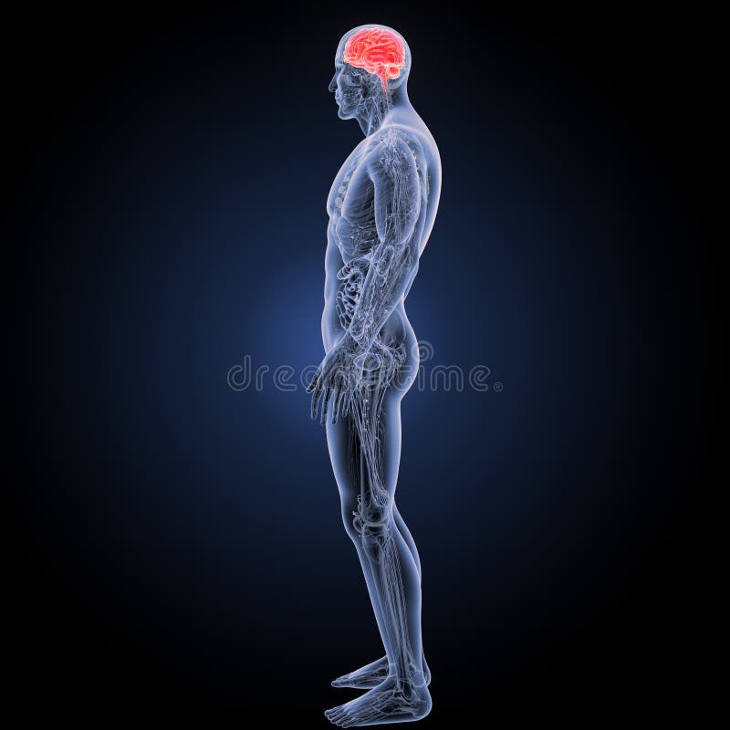 Human Brain with Anatomy Lateral View Stock Illustration - Illustration ...