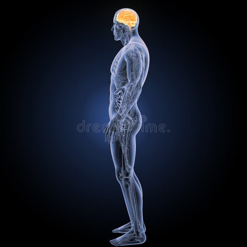 Human Brain with Anatomy Lateral View Stock Illustration - Illustration ...