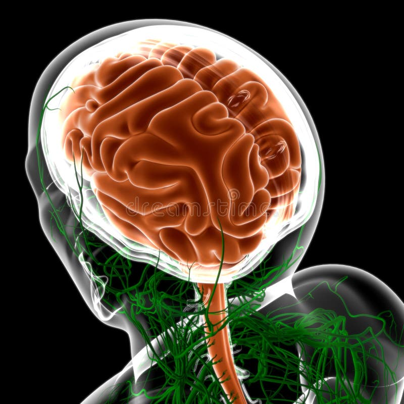 Human Brain Anatomy for Medical Concept 3D Stock Illustration ...