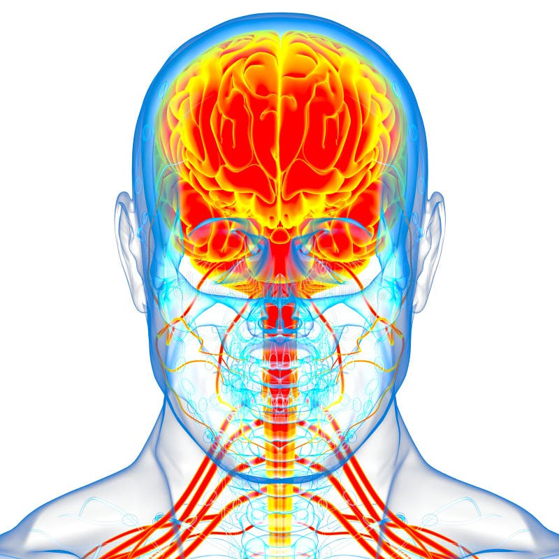 Human Brain Anatomy for Medical Concept 3D Stock Illustration ...