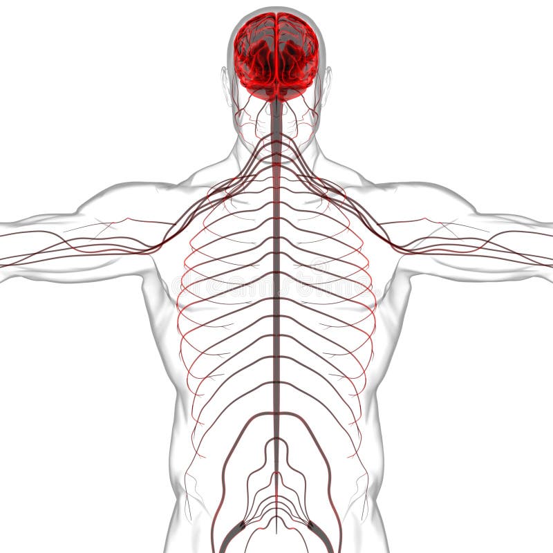 Human Brain Anatomy for Medical Concept 3D Rendering Stock Illustration ...