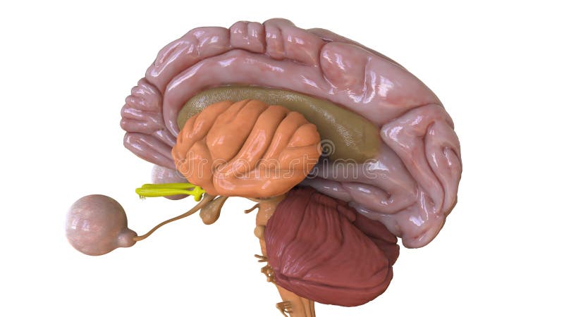 Human Brain Anatomy for Medical Concept 3D Rendering Stock Illustration ...