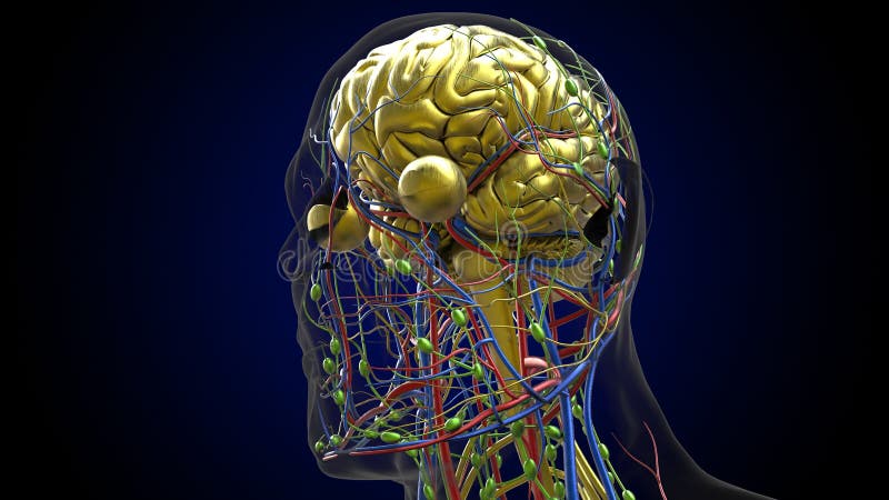 Human Brain Anatomy for Medical Concept 3D Rendering Stock Illustration ...