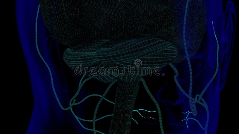 Human Brain Anatomy for Medical Concept 3D Rendering with Wire Frame ...