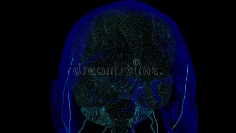 Human Brain Anatomy for Medical Concept 3D Rendering with Wire Frame ...