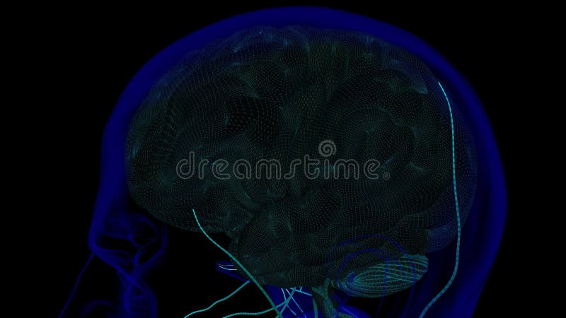 Human Brain Anatomy for Medical Concept 3D Rendering with Wire Frame ...