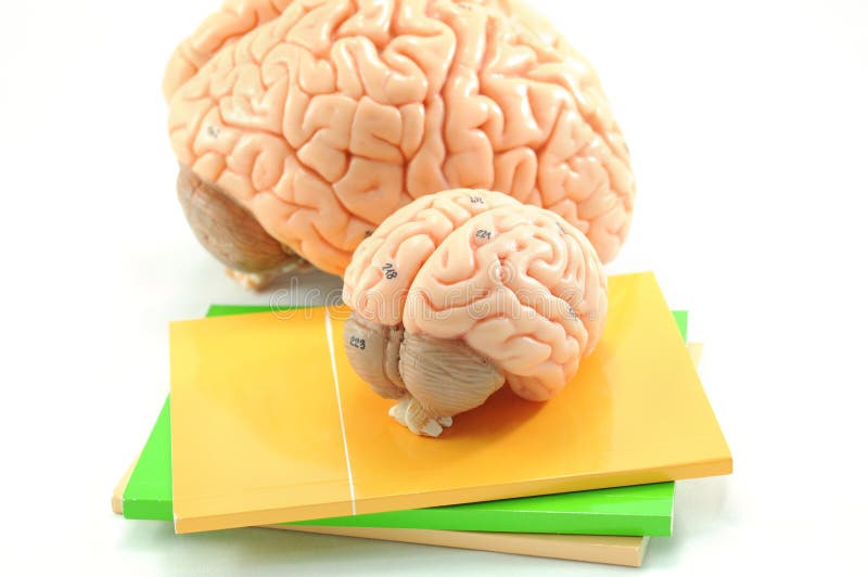Human brain stock image. Image of cerebral, memory, brain - 43290925
