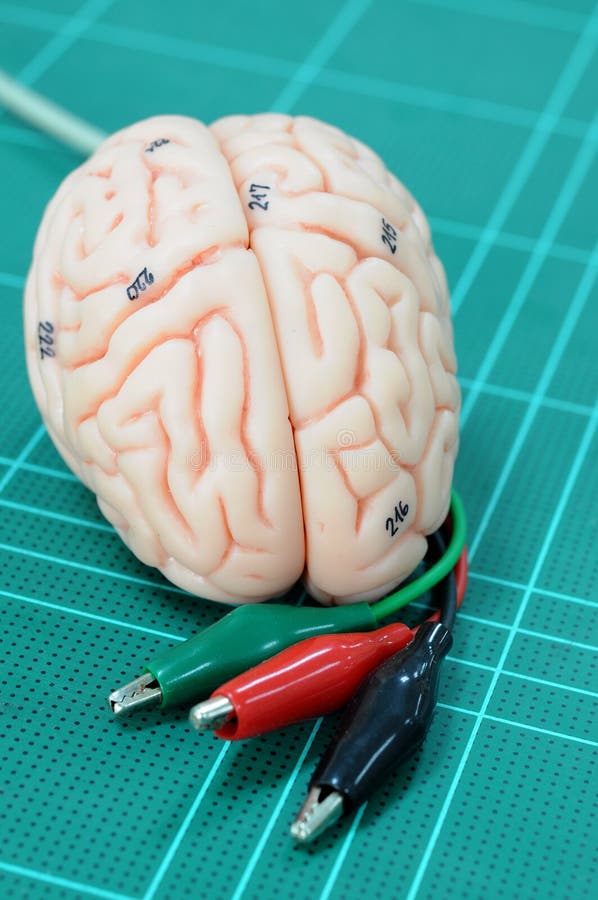 Human brain stock photo. Image of cerebellum, nerve, medulla - 43291524