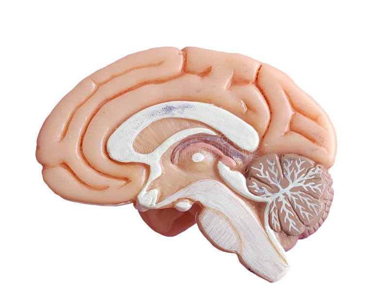 Human Brain Anatomy Model,die-cut,transparent Background Stock Image ...