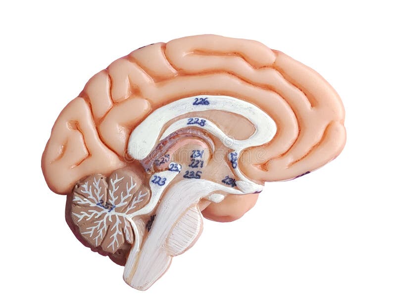 Human Brain Anatomy Model,die-cut,transparent Background Stock Image ...