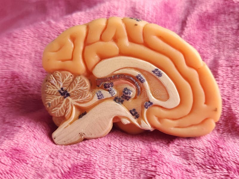 Human brain anatomy model stock image. Image of intellect - 284064639