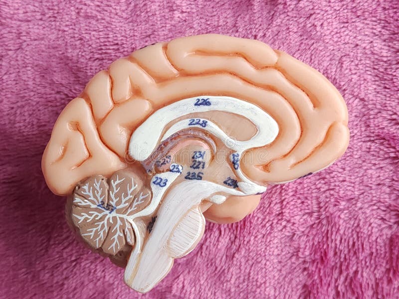 Human brain anatomy model stock photo. Image of invertebrate - 284064696