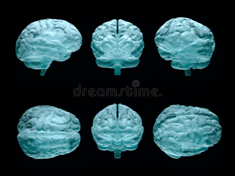 Human Brain Anatomy. Set of Multiple Views. Stock Image - Image of ...