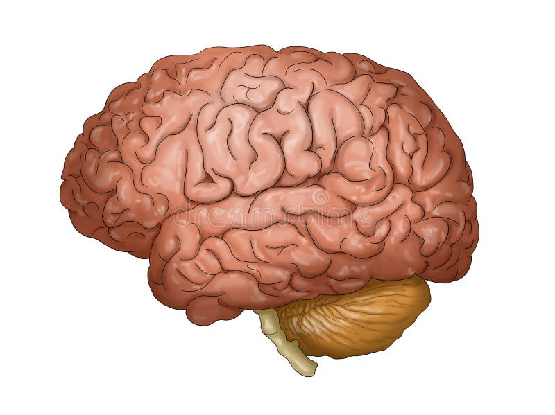 Human brain / side view stock illustration. Illustration of biology ...
