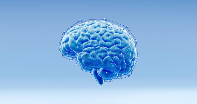 Human Brain Anatomy: Symbol of Medical Science and Knowledge Stock ...