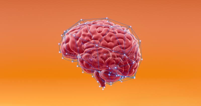 Human Brain Anatomy: Symbol of Medical Science and Knowledge Stock ...